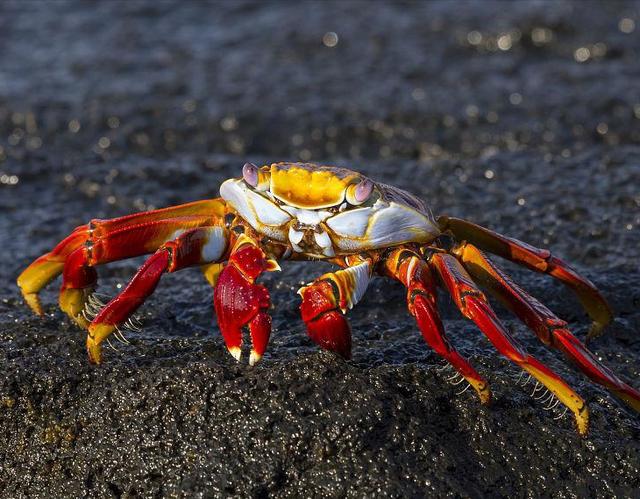 Species Encyclopedia: Redstone Crab - iNEWS