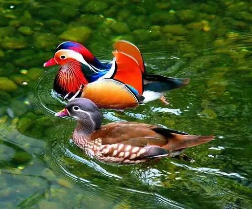 Mandarin Duck Fu (Original) - iNEWS