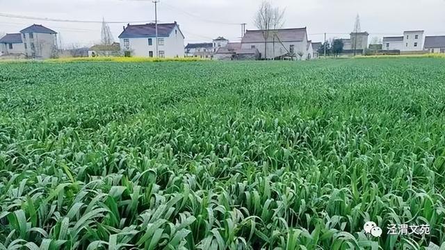 "Wind of May"/ Liu Xiangyang - iNEWS