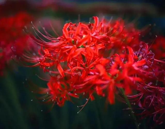 Do you know all these "legendary" plants? - iNEWS