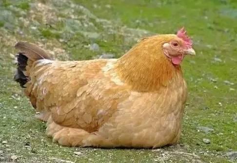 Old hen, black-bone chicken, which kind of chicken is the most ...