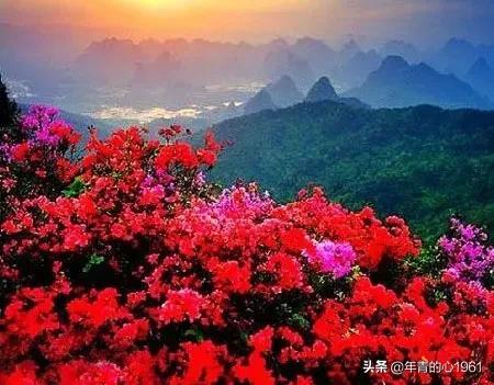 When and where the most beautiful "flower seas" in China bloom their ...