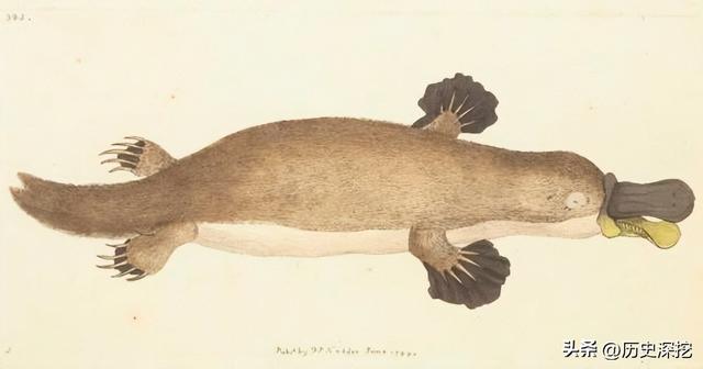 7 Legendary Mysterious Creatures That Actually Exist - iNEWS