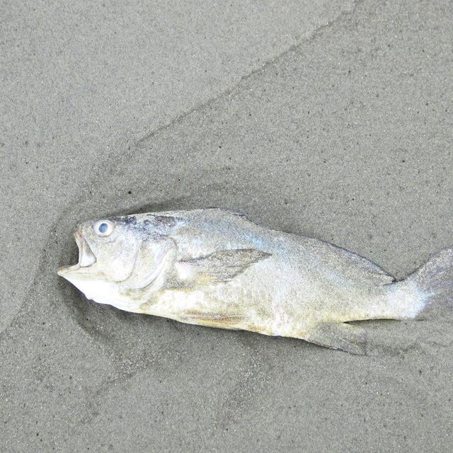 Why don't I drink pure water?Because pure water flowers and flowers die ...