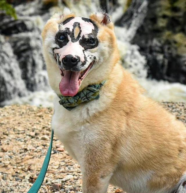This Peking Opera dog is so cool, there are always unexpected ...