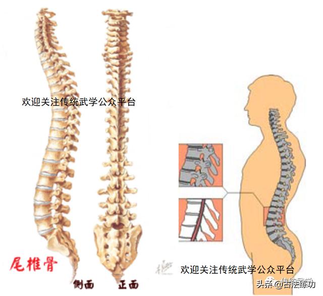 Understanding of "Spine Straightening" - iNEWS