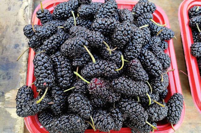 The origin of mulberry puree - iNEWS