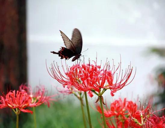 Wan Xia: Just as he drinks tea every day, poetry is a matter of life ...