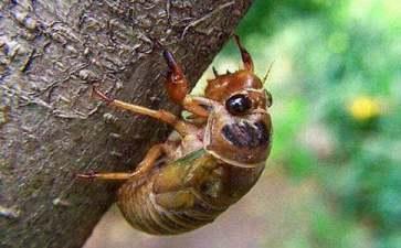 Essay: Fried Cicada Pupa for Summer Delicacy - iNEWS