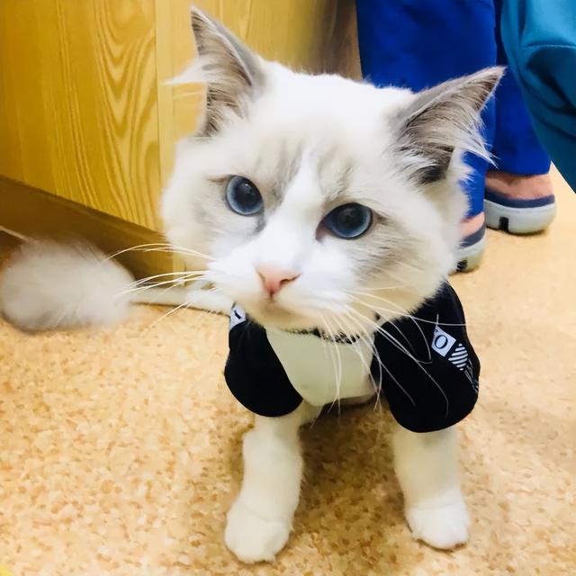 What are the symptoms of feline calicivirus, and how should it be ...
