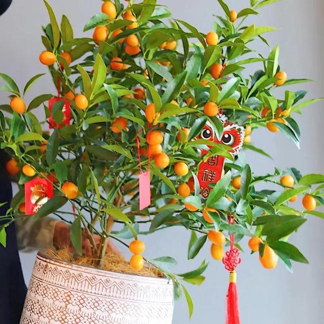 4 kinds of "lucky trees", enter the house to keep peace, raise ...