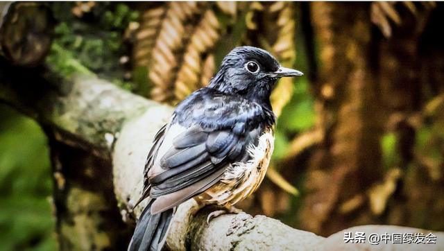 Malaysia & Singapore: Proposed inclusion of the white-rumped magpie ...