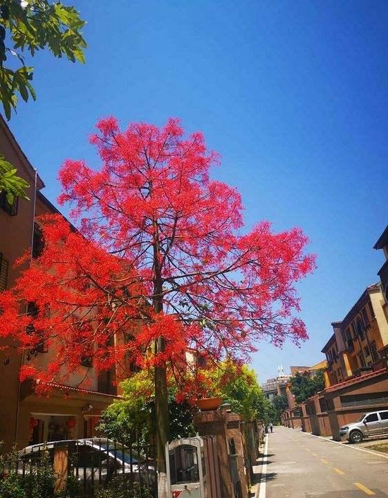 What is the difference between sycamore, French sycamore, colorful ...