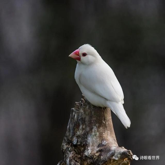 Zhuan Qingpu: Hatching a Jade Bird - iNEWS
