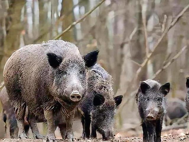 "Pigs eat snakes, pigs defeat snakes", are pigs the nemesis and natural ...