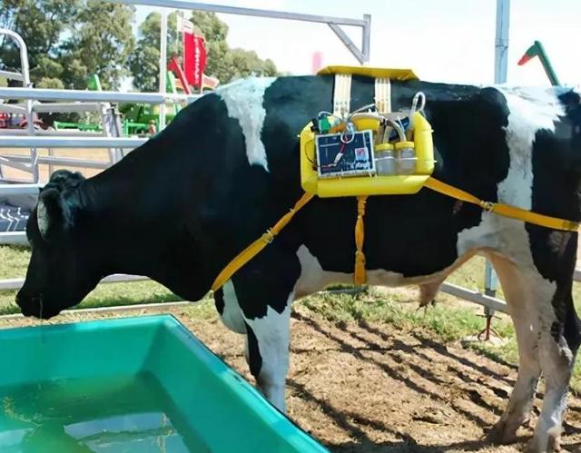 Drink less milk - iNEWS