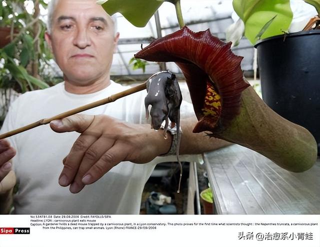 Nepenthes giant, the carnivorous plant that devours mice, does ...