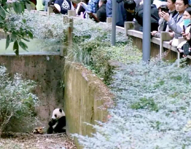 The giant panda Fu Wan was born with a disabled companion and was ...