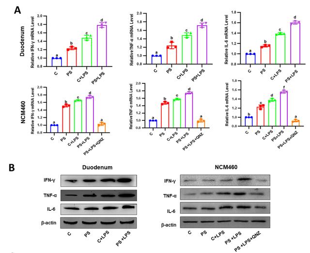 AbMole Research-Polystyrene nanoplastics destroy LPS through ROS-driven NLRP3 pathway - iNEWS