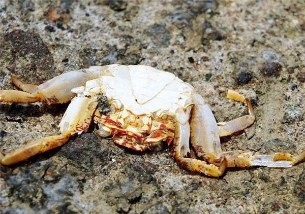What are the dangers of eating dead crabs? - iNEWS