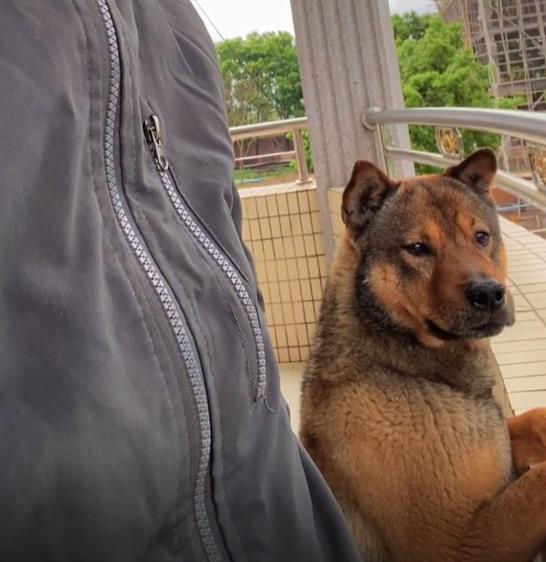 What are the breeds of Chinese pastoral dogs? - iNEWS