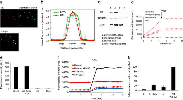 PMSF (phenylmethylsulfonyl fluoride) - BIOFOUNT - iNEWS