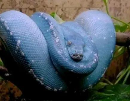 The most valuable snake in the world, one worth 3.5 million RMB - iNEWS