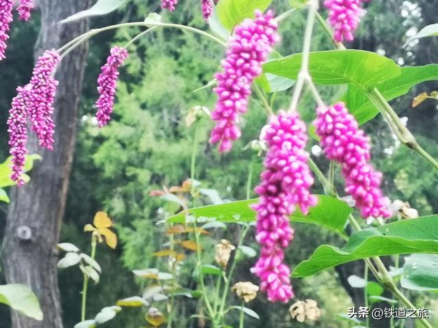 Herb sticky mallow - iNEWS