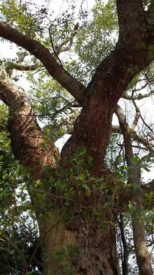 Childhood memories of the ancient camphor tree - iNEWS