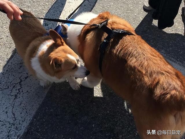 The world's largest corgi, weighing 27KG, is too big - iNEWS