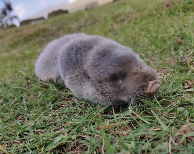 Rat in the world: an epic family history of zokor - iNEWS