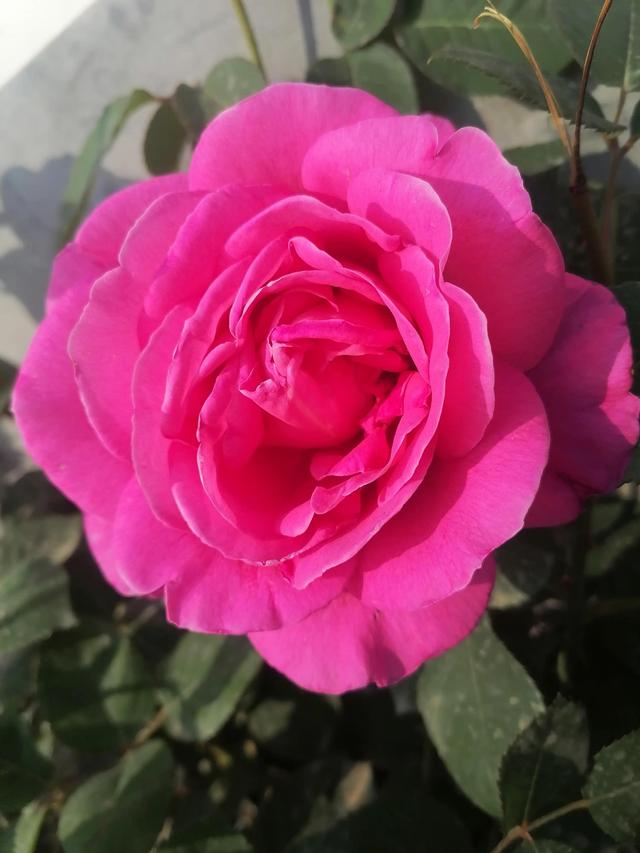 spring rose flowers - iNEWS