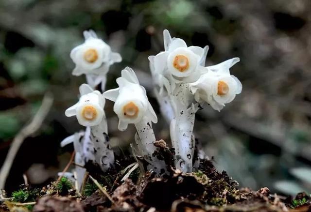 "The Flower of the Underworld" appeared in Hunan, the whole body was ...