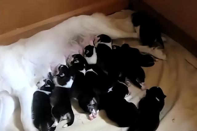 The pure white husky gave birth to 11 black briquettes, the expression ...