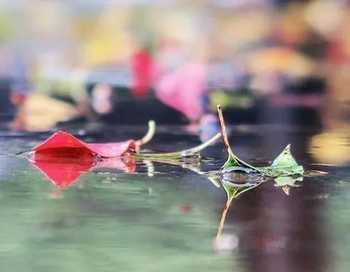 Poetry: "Flowers Fall to Know the Cool Autumn", "Deep Autumn Season ...