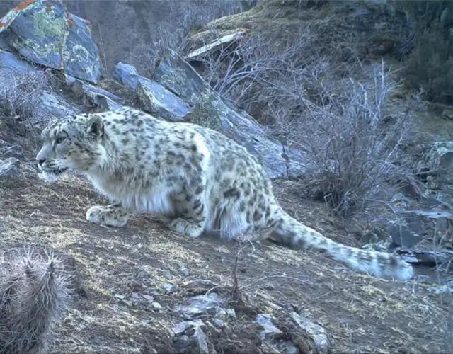 Two little snow leopards were found in Ganzi, Sichuan, hiding in the ...