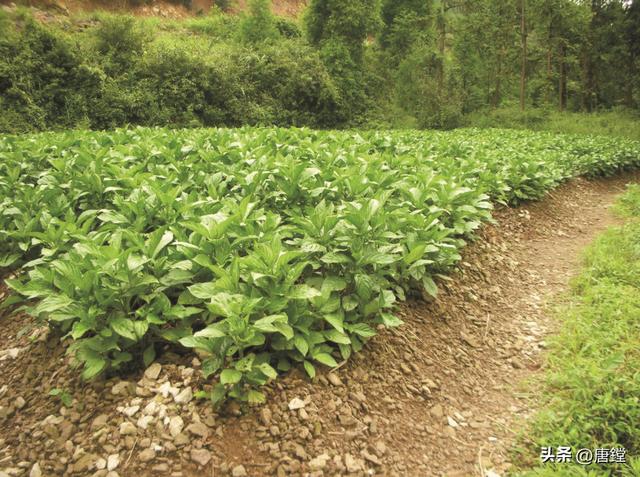 Indigo: An Ancient Source of Beauty - iNEWS