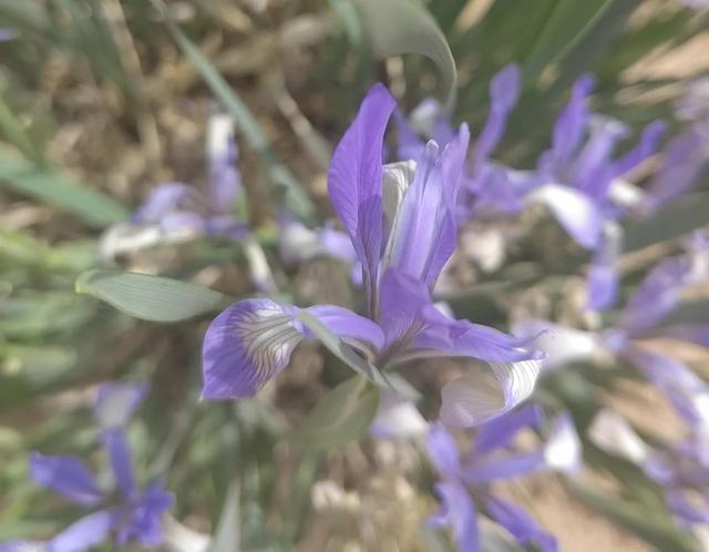 Malan flower - iNEWS