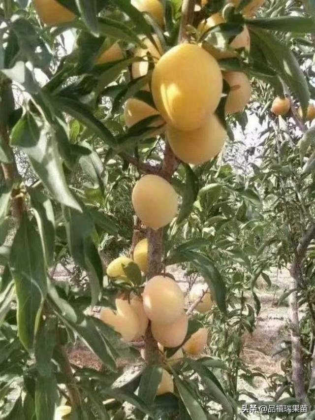 Have you ever seen a new variety of prunes with golden skin and flesh ...