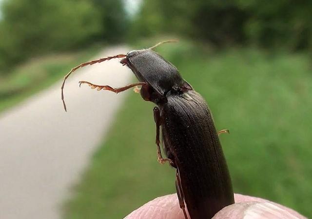 Mysterious bugs suddenly appeared, taking off 38 times faster than the ...