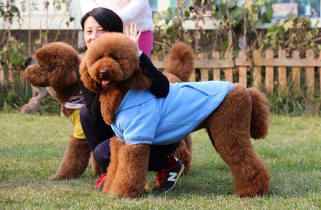 It turns out that the "giant poodle" is so easy to raise!After raising ...