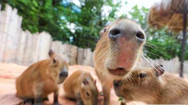 The largest mouse in the world, the mouse is as big as a pig!The body ...