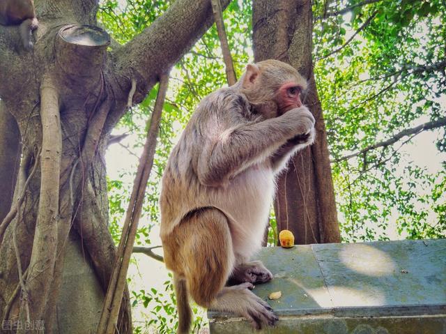 Once upon a time there was a monkey - iNEWS