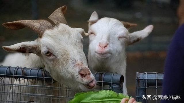 How much money do you earn a year by raising 50 sheep?Can raising sheep ...