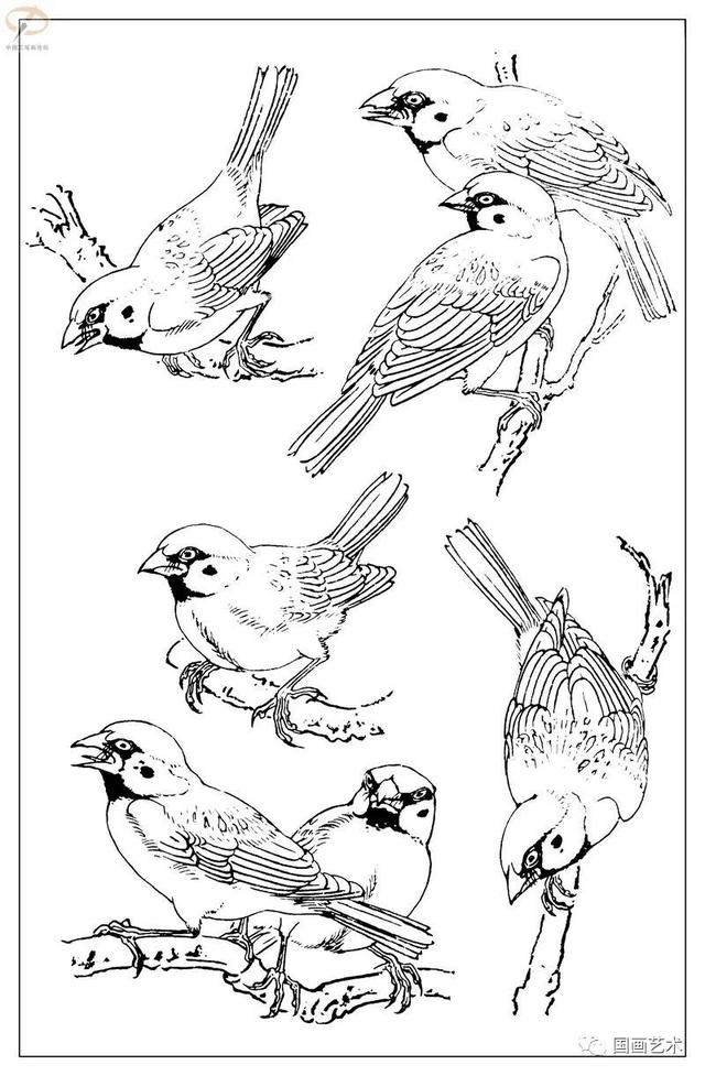 Reference for drawing birds - 100 pictures of sparrows - iNEWS