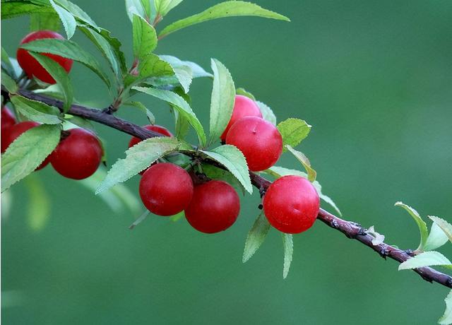 The raw material of Chinese medicine Yu Liren-Yu Li - iNEWS