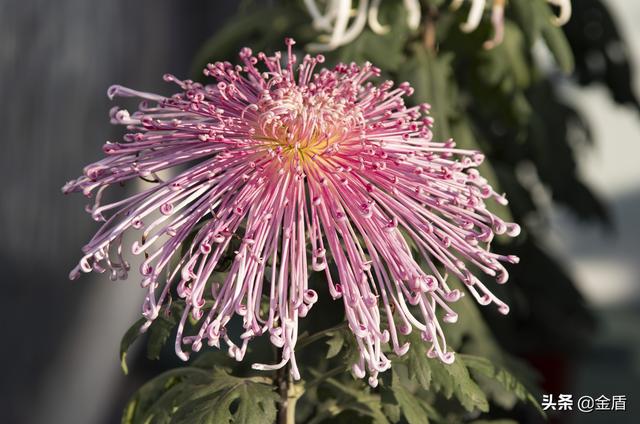 The scent of chrysanthemums is full of flowers, and the faint scent is ...