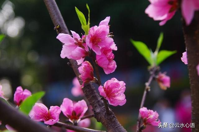 Huang Tingjian's two quatrains are natural, highly skilled, and show ...