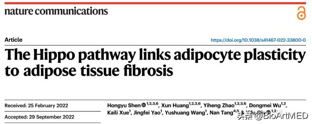 Qiu Yifu's team discovered that the Hippo pathway controls adipose tissue fibrosis - iNEWS