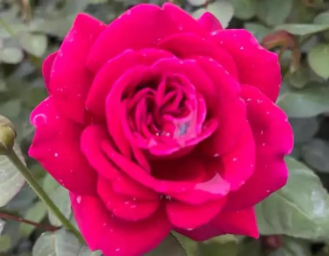 Sharing rose varieties——Phoenix Tuva rose - iNEWS